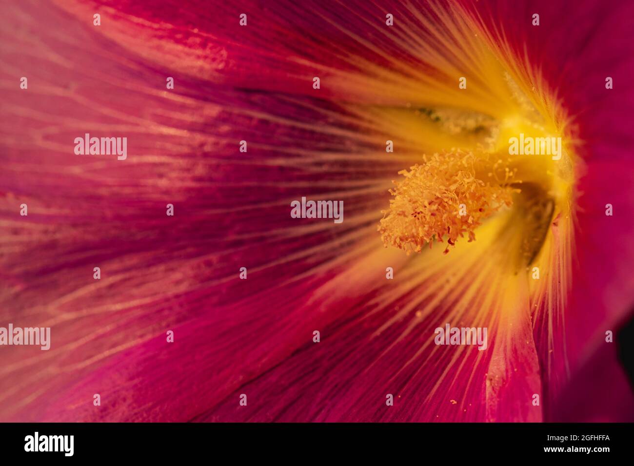 Macro shot of a flower in the garden. Pistil and stamens close-up Stock ...