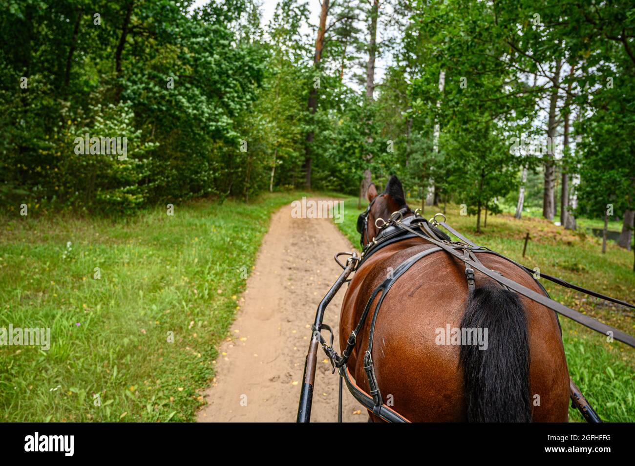 draft brown horse. a workhorse pulls a cart or wagon on a forest road ...