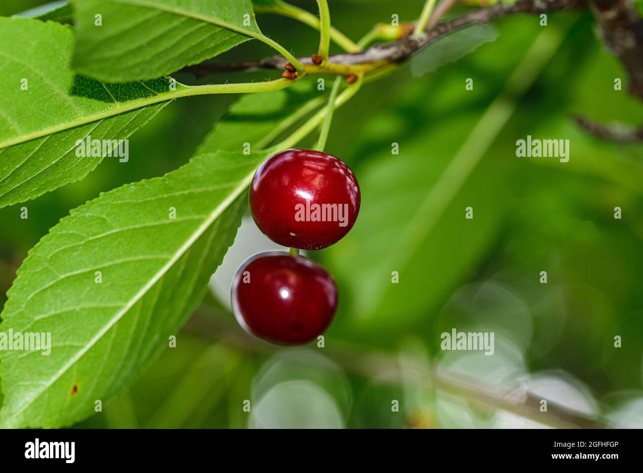 Cherries on cherry tree at summer. ripe cherry close-up, selective ...