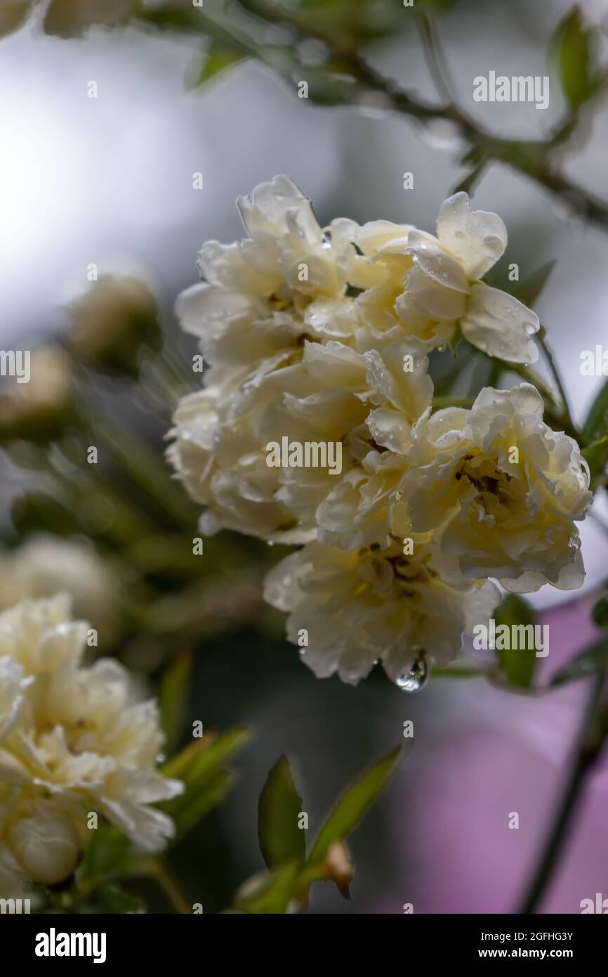 cluster of wild white roses growing on a branch with dew drops clinging ...