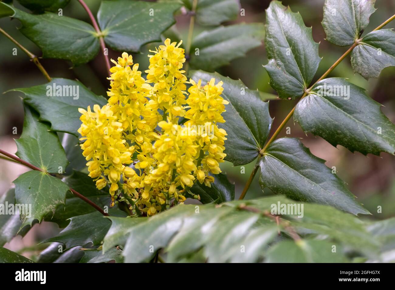 A cluster of small yellow flowers on a branch with dark green spiky ...