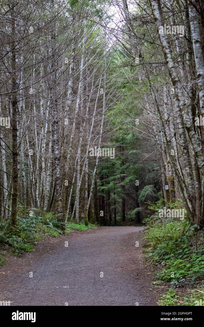 small gravel hiking path trailing through dense tunnel of trees in ...