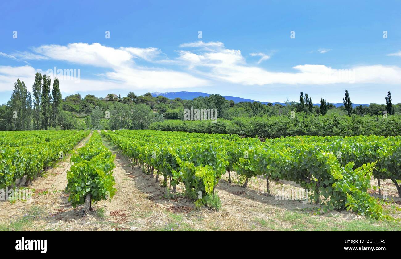 field of grape vine in summer growing in Vaucluse in france Stock Photo ...