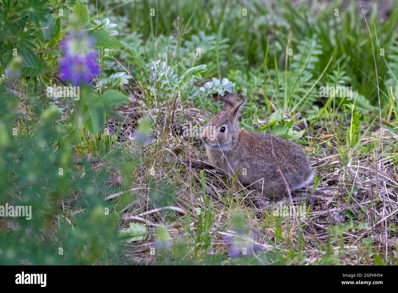 small brown wild rabbit hiding in wild grass in meadow with wild ...