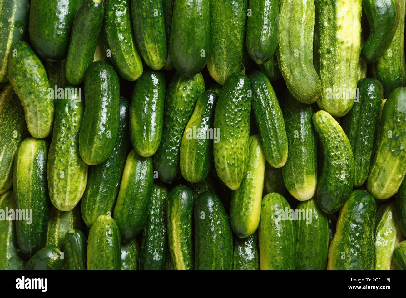 Lots of fresh cucumbers. Top view food background Stock Photo - Alamy