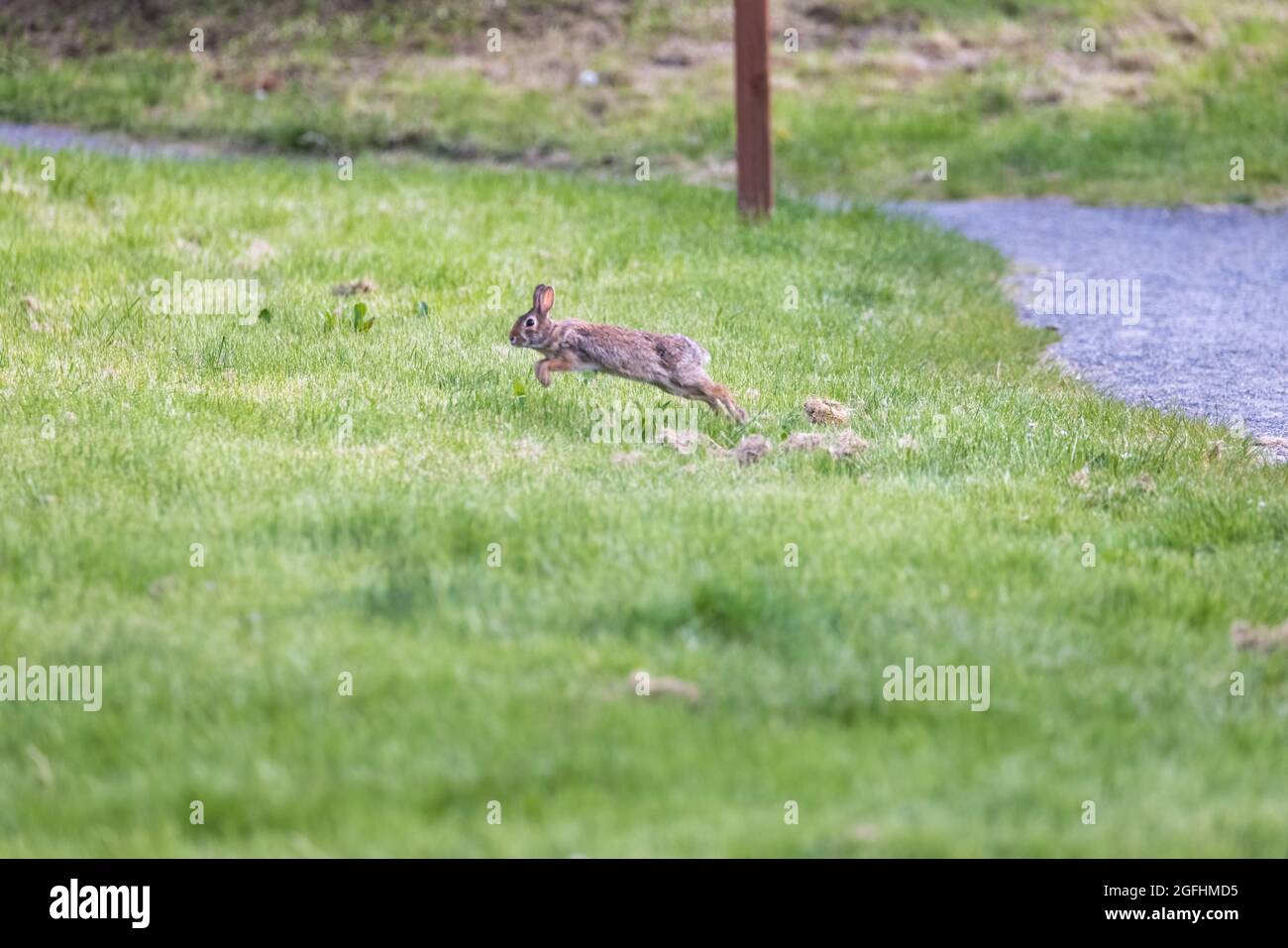 Bunny hopping in field hi-res stock photography and images - Alamy