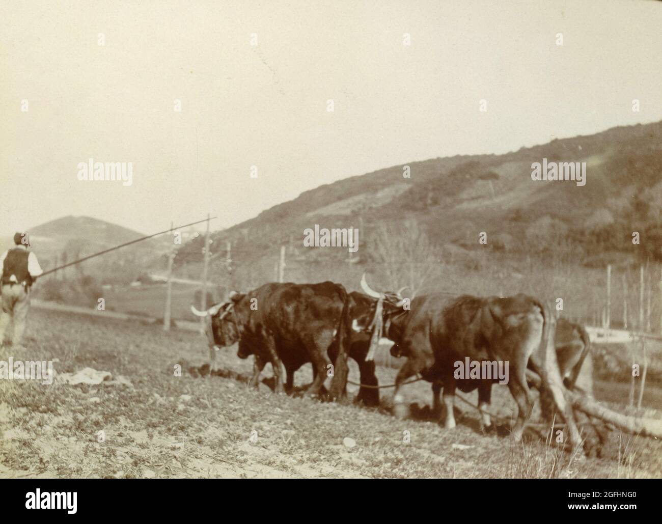 Plough oxes hi-res stock photography and images - Alamy