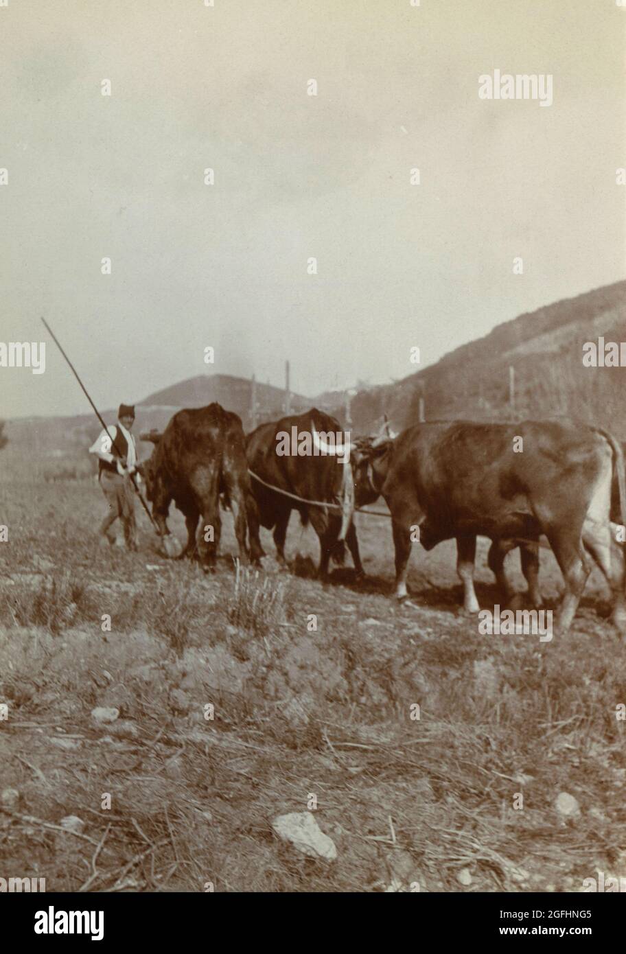 Farmer ploughing the field with oxes, Spain 1908 Stock Photo - Alamy