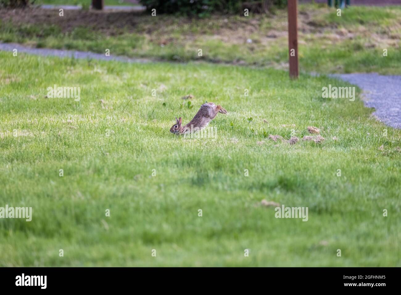 Bunny hopping in field hi-res stock photography and images - Alamy