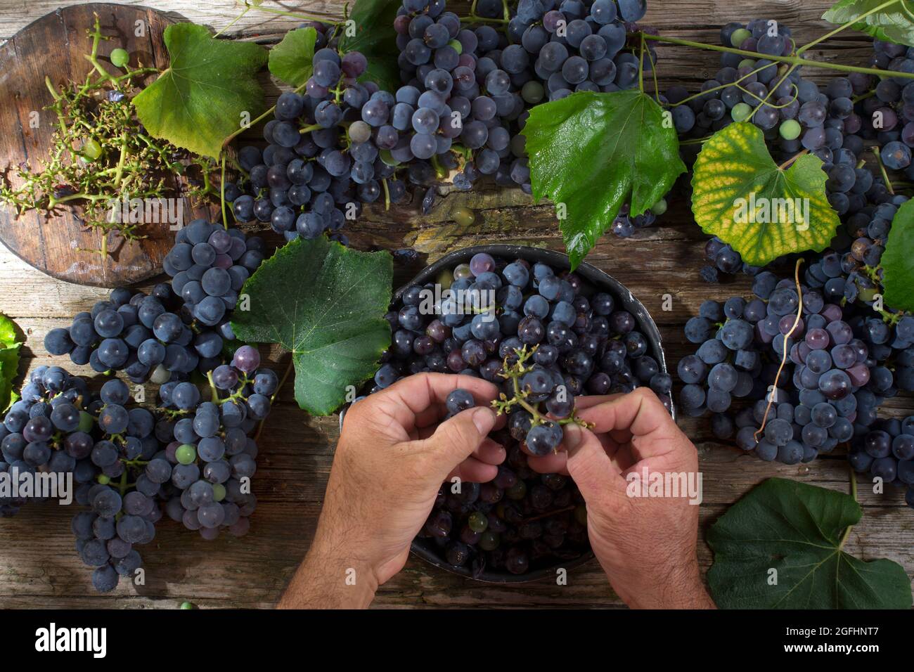 Late summer fruits, preparation of black strawberry grapes Stock Photo ...