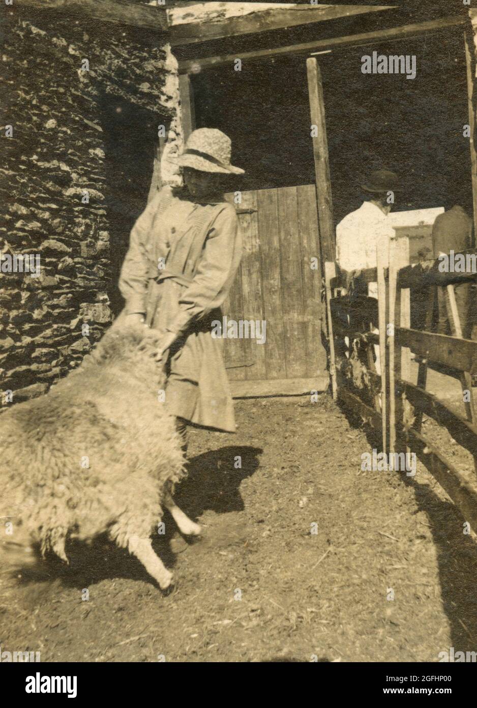 Farmer girl catching a sheep, France 1908 Stock Photo - Alamy