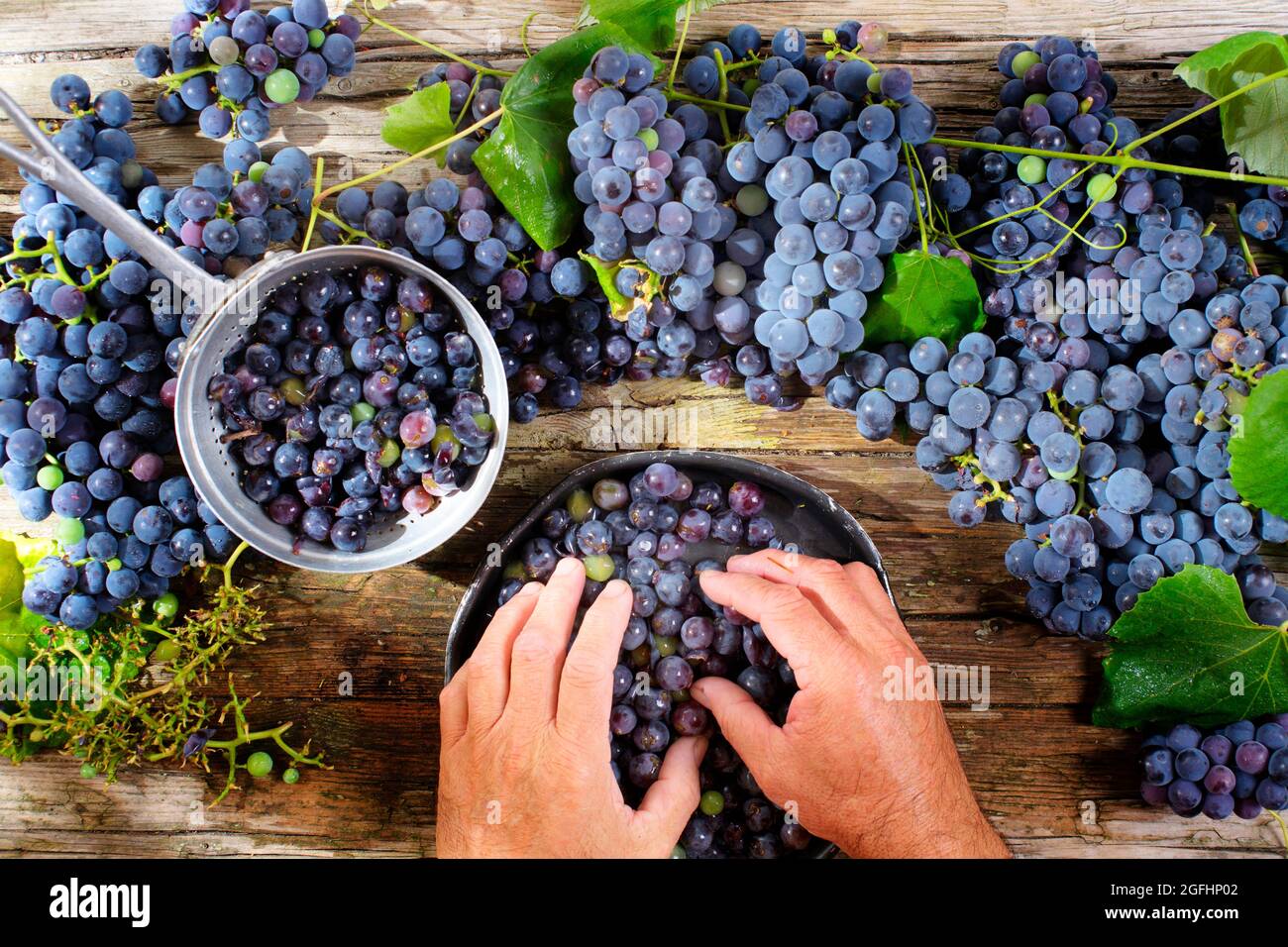 Late summer fruits, preparation of black strawberry grapes Stock Photo ...