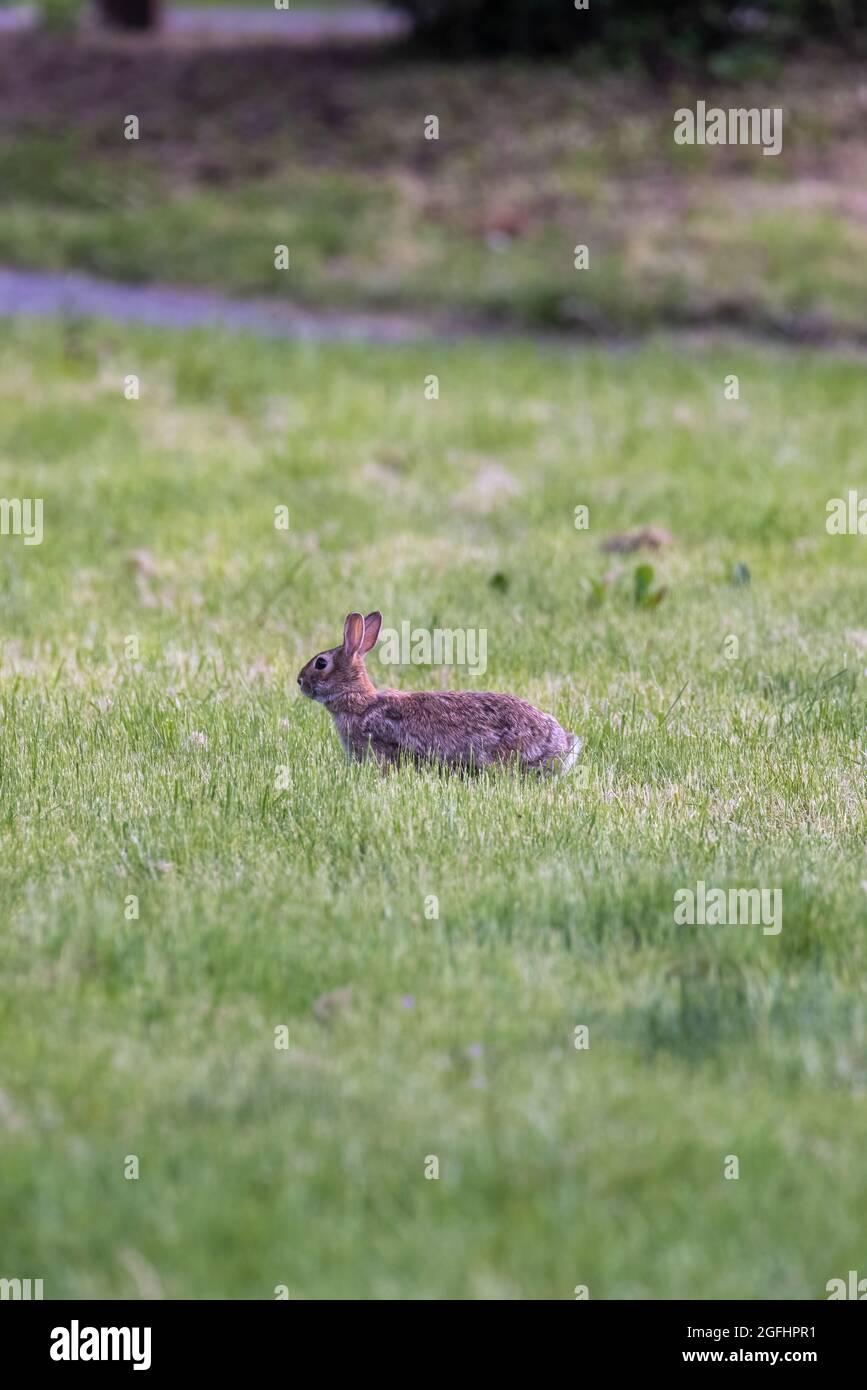 small young gray bunny jumping around a feild in a park Stock Photo - Alamy