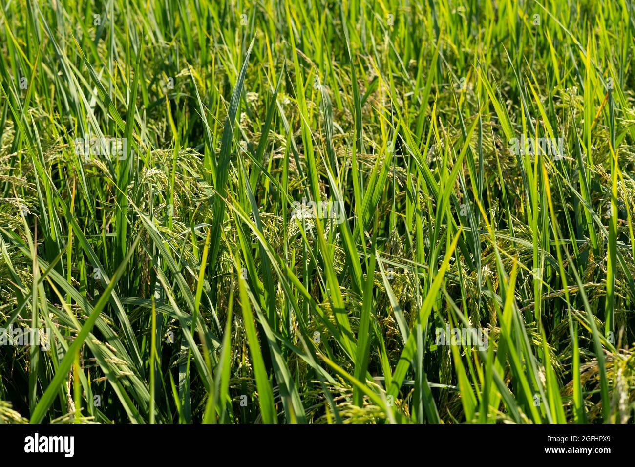 fresh green paddy on the field horizontal composition Stock Photo - Alamy
