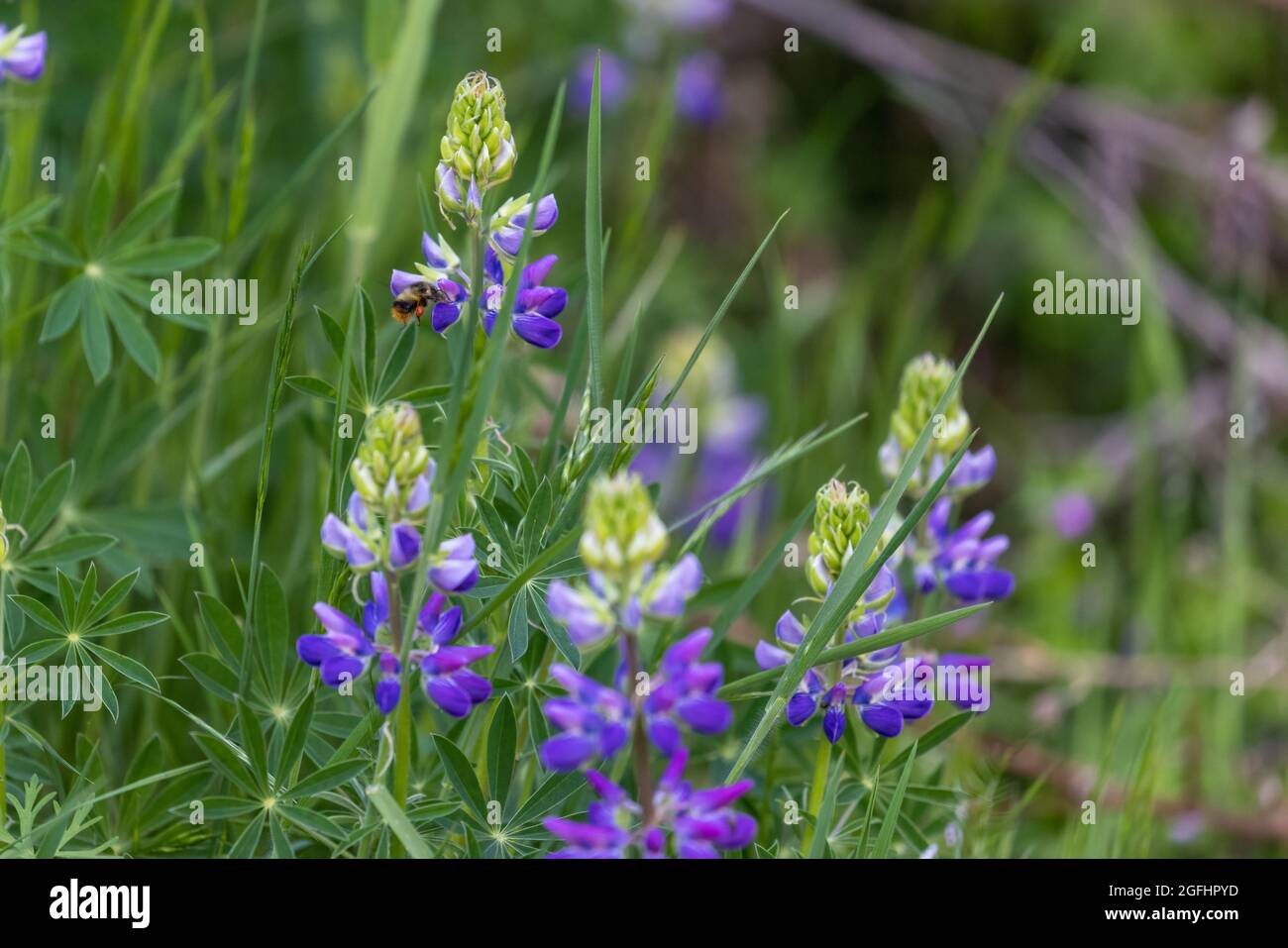 wild lupine flowers growing in early spring with bumblebees flying ...