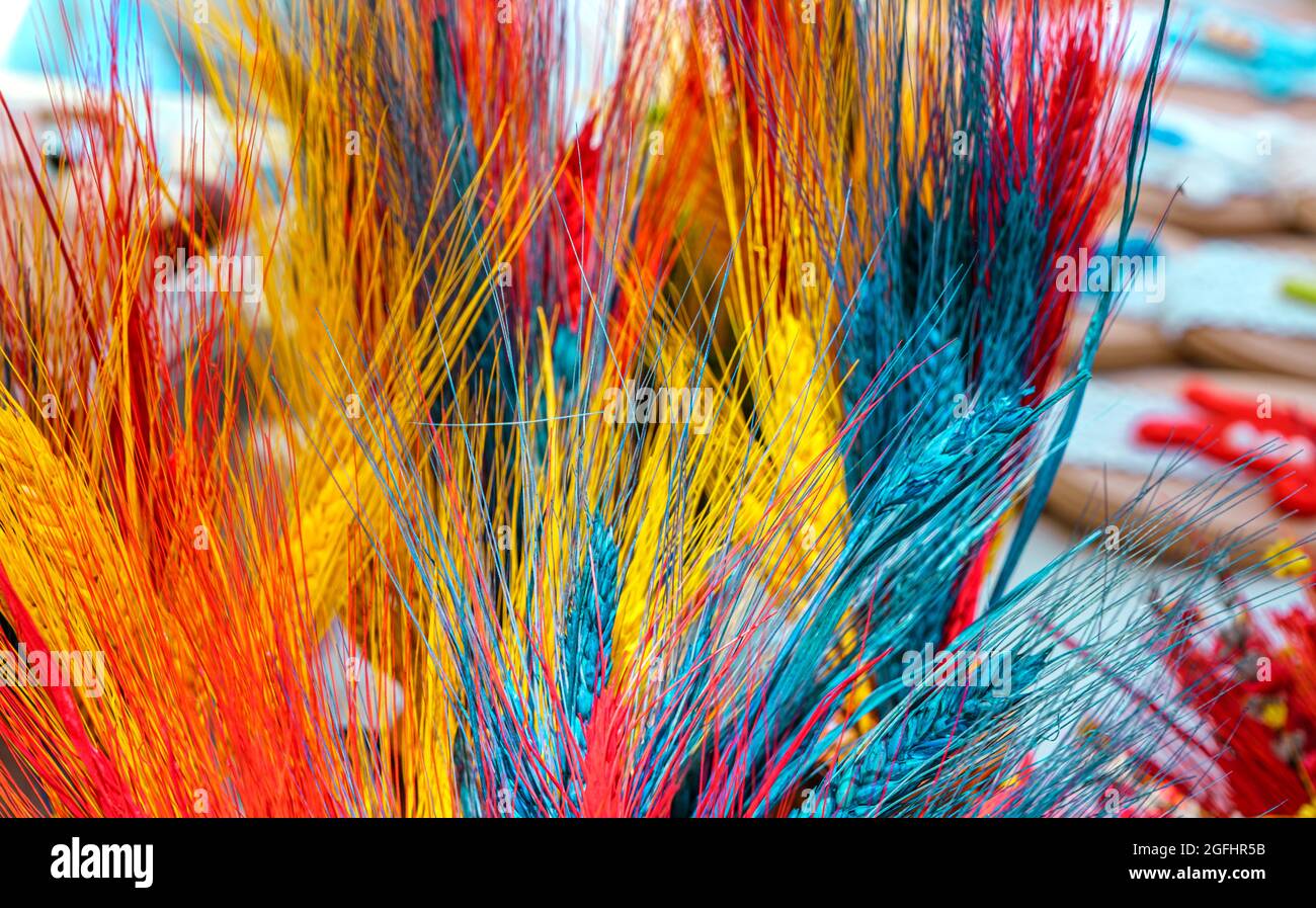 Wheat ears creatively painted in different colors Stock Photo - Alamy