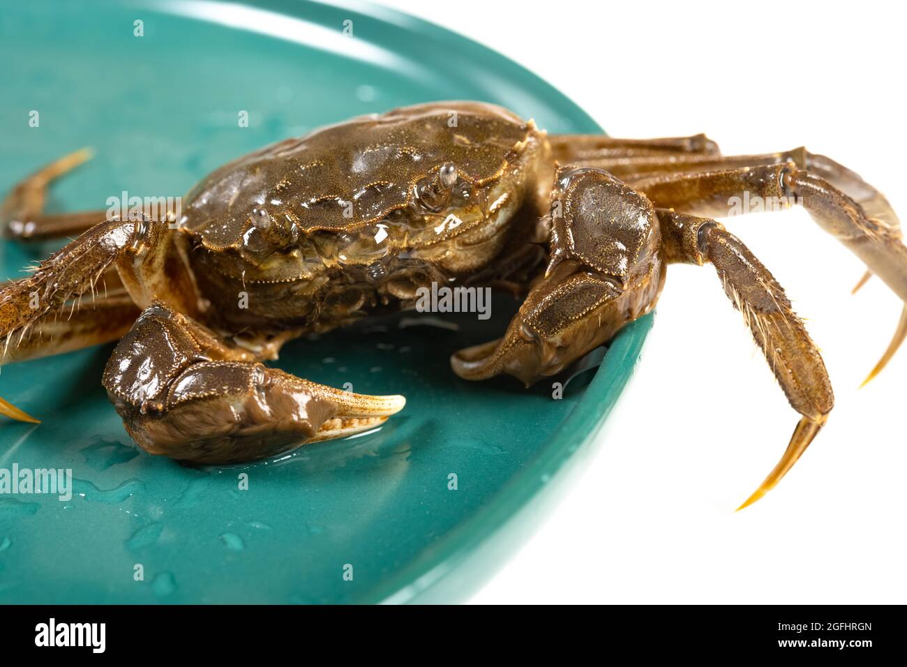 alive crab running out from a dish Stock Photo - Alamy