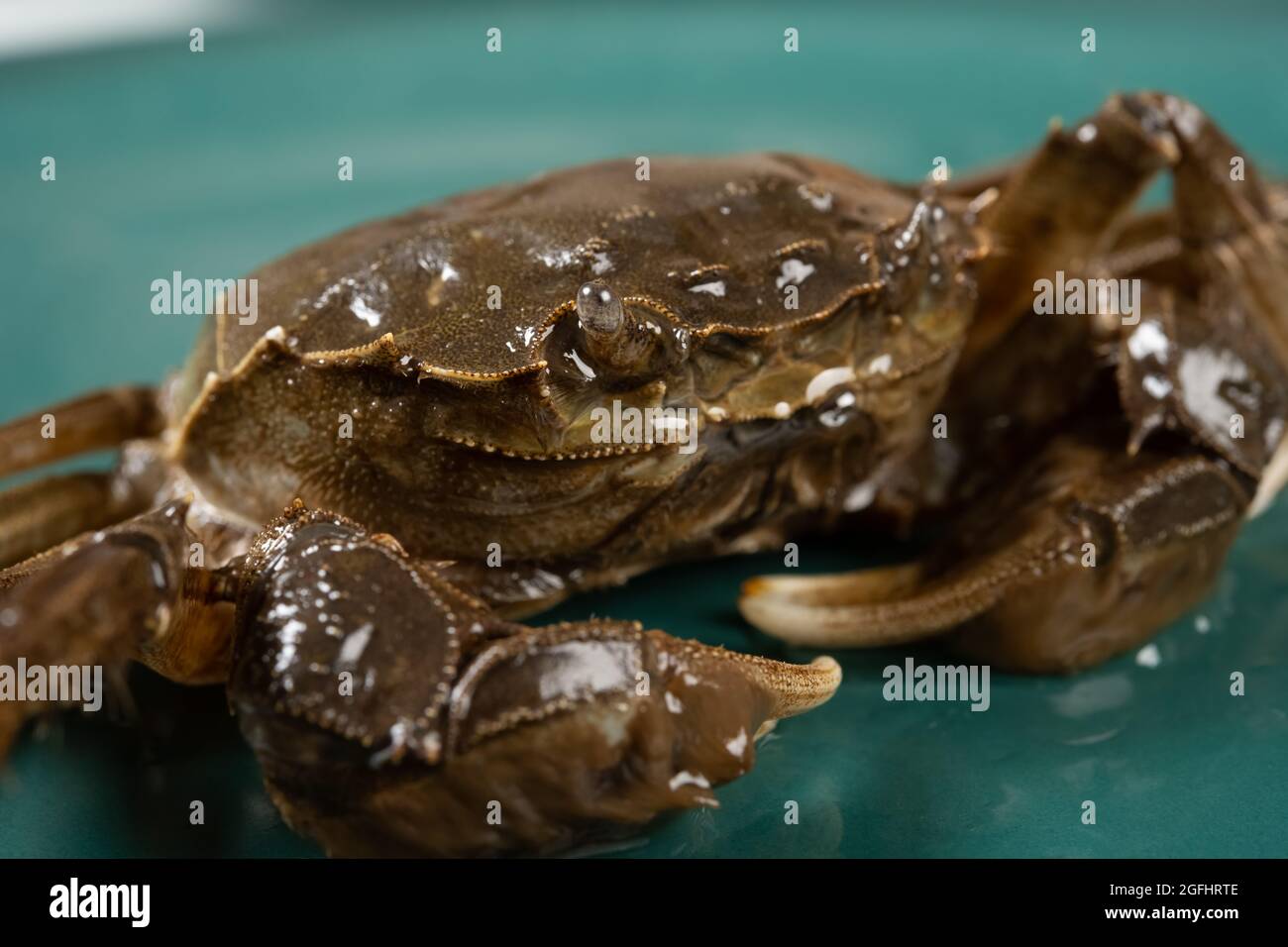 alive crab close up at horizontal composition Stock Photo - Alamy