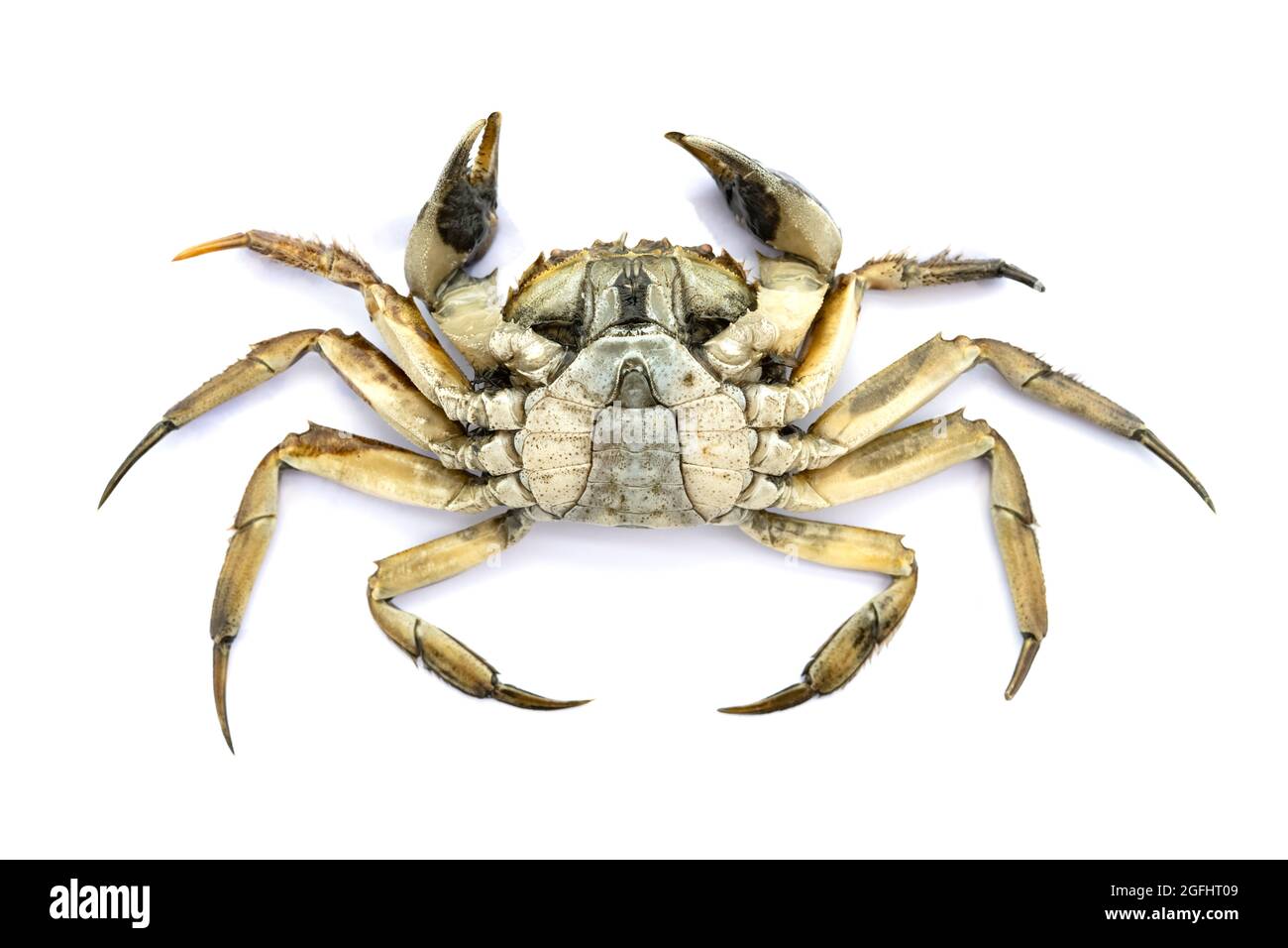 top view bottom of a dead crab on white background Stock Photo - Alamy