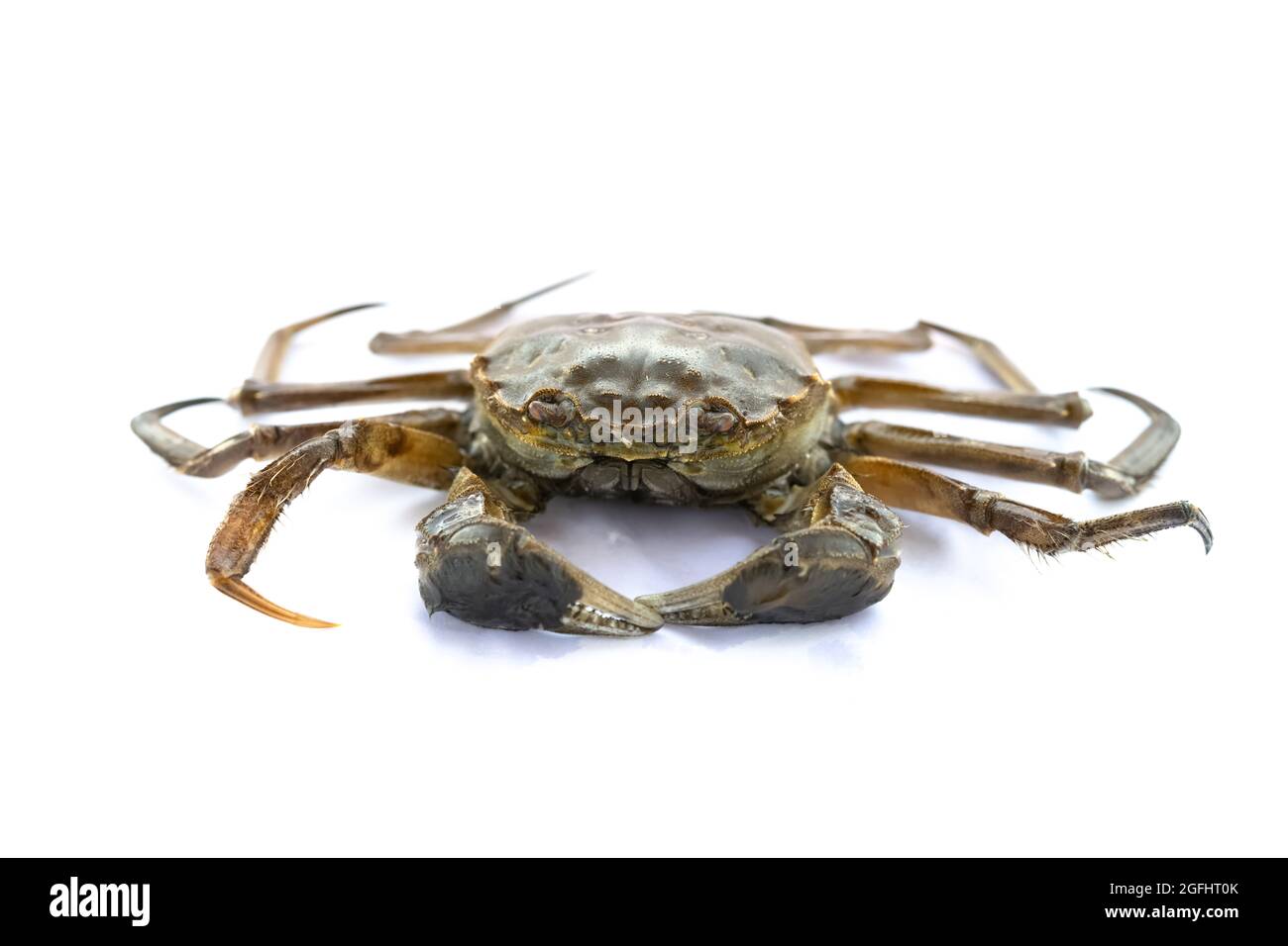 angle view dead crab on white background Stock Photo - Alamy