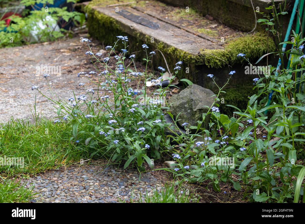 forget me nots growing around stepping stones in front of mossy stairs ...