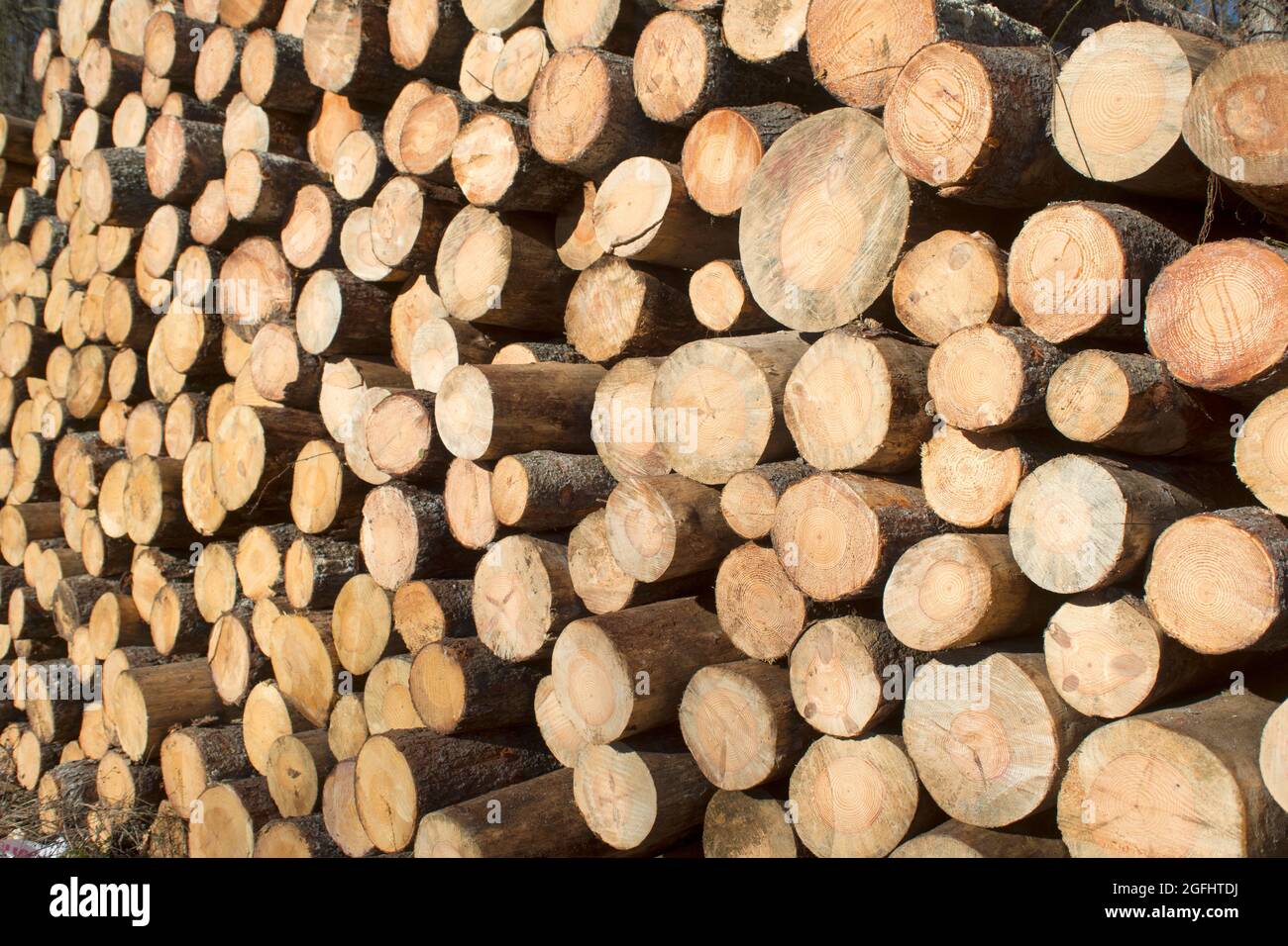 Felled and stacked pine tree ready for processing Stock Photo - Alamy