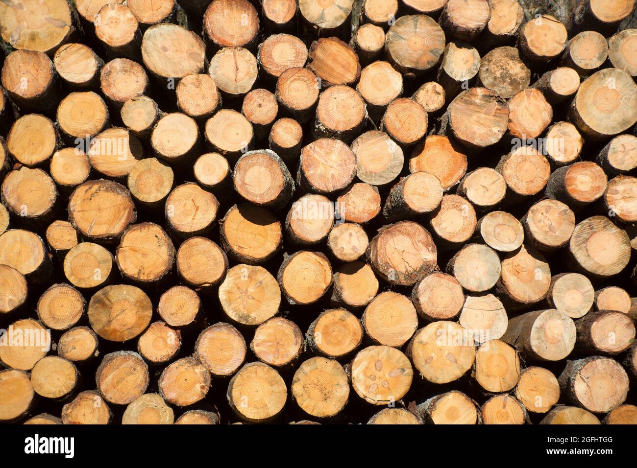 Felled and stacked pine tree ready for processing Stock Photo - Alamy