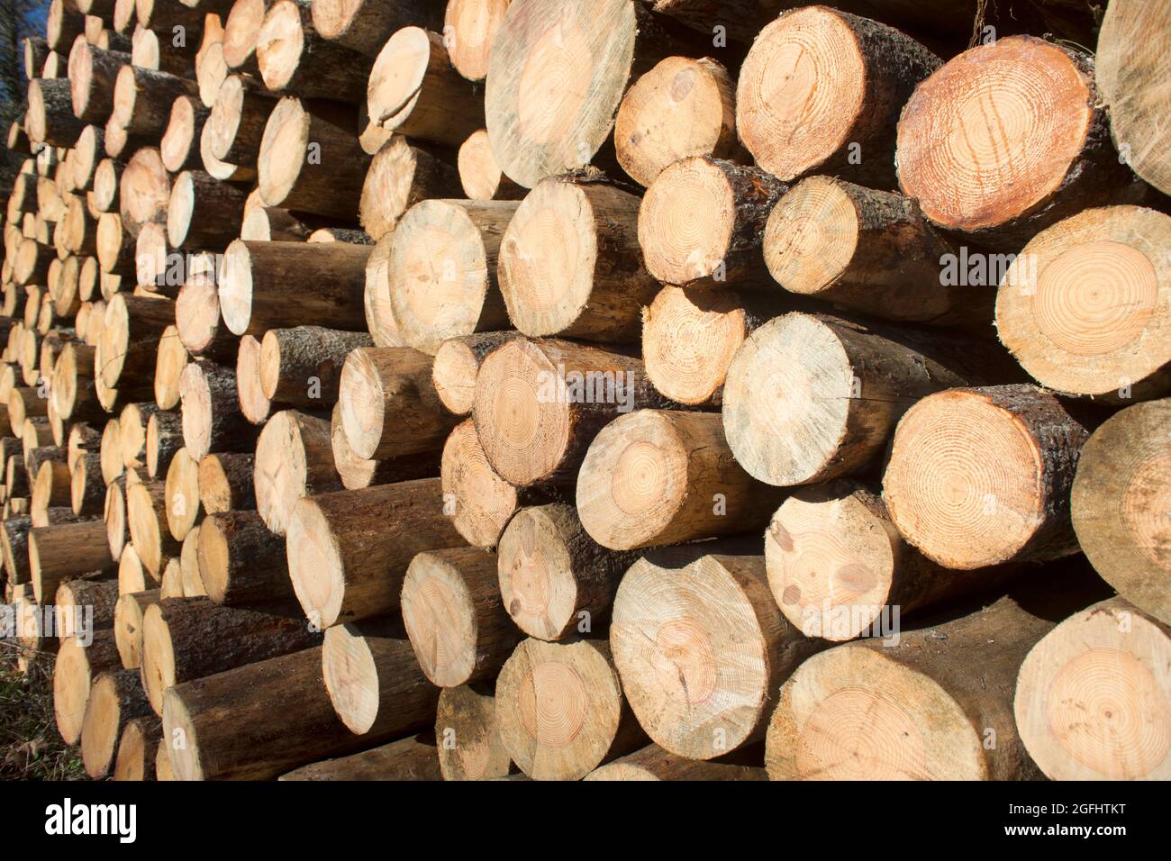 Felled and stacked pine tree ready for processing Stock Photo - Alamy