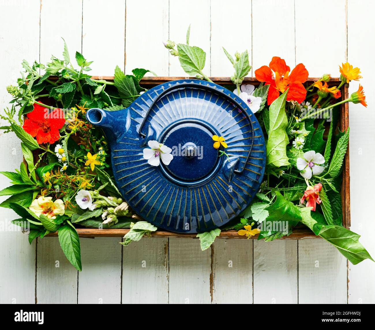 Healing herbal tea. Teapot with tea made from fresh wild herbs. Herbal ...