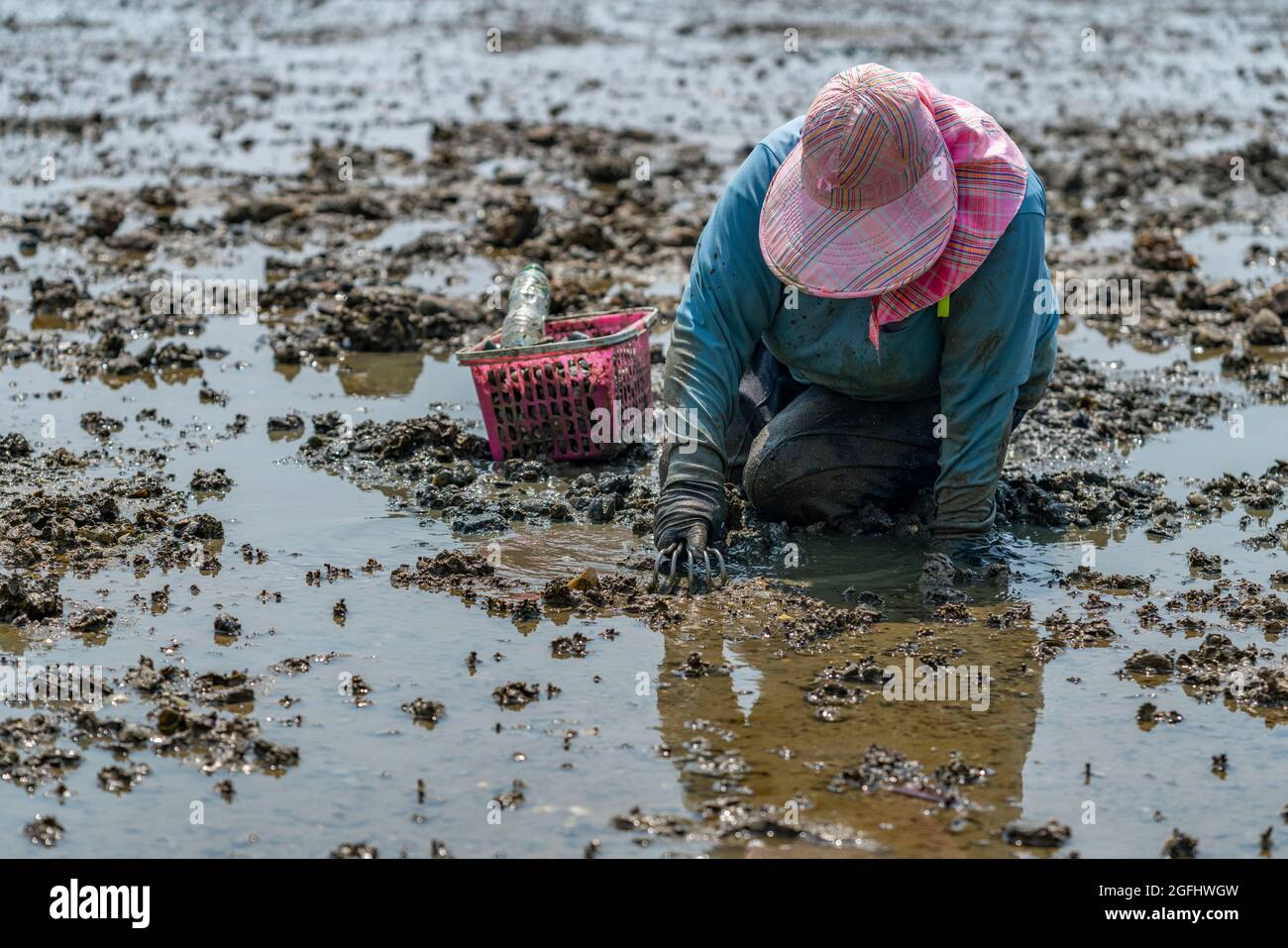 Worker woman is collecting cockles in mud, digging into the mud Stock ...