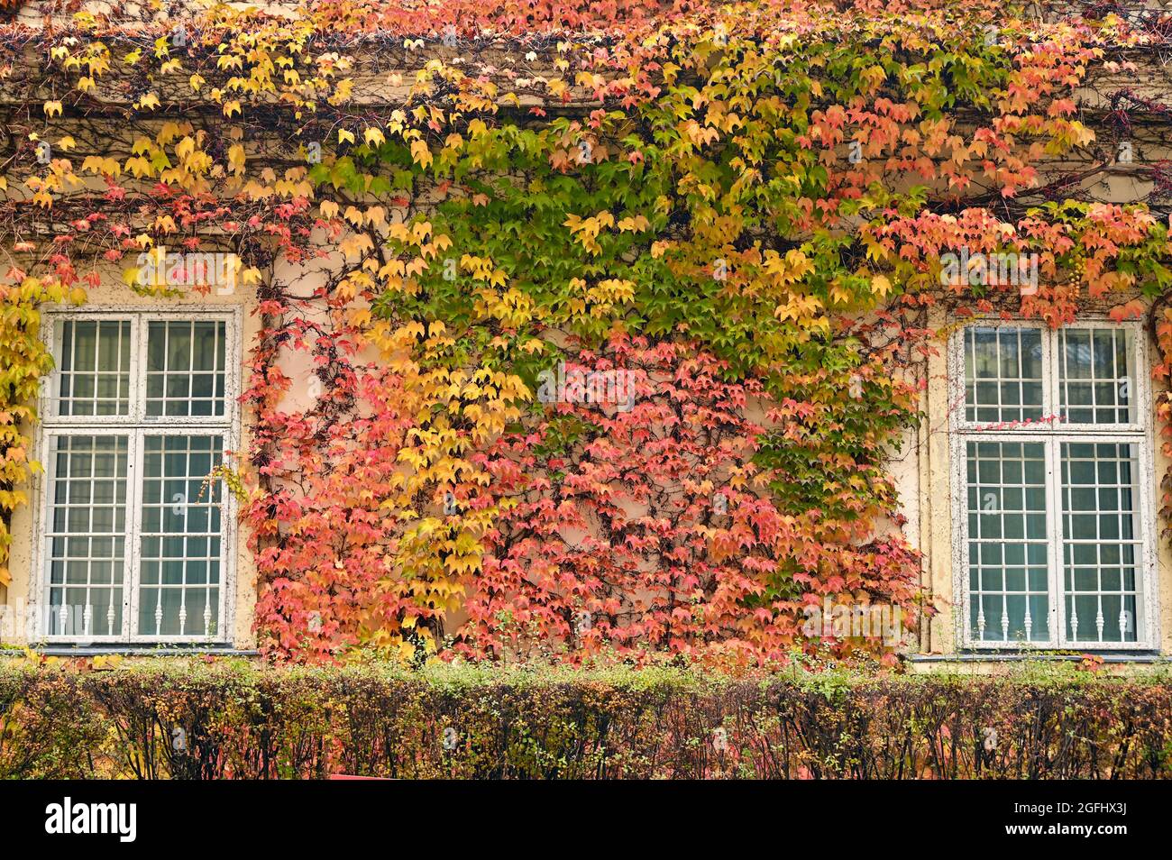 Creeper around windows hi-res stock photography and images - Alamy