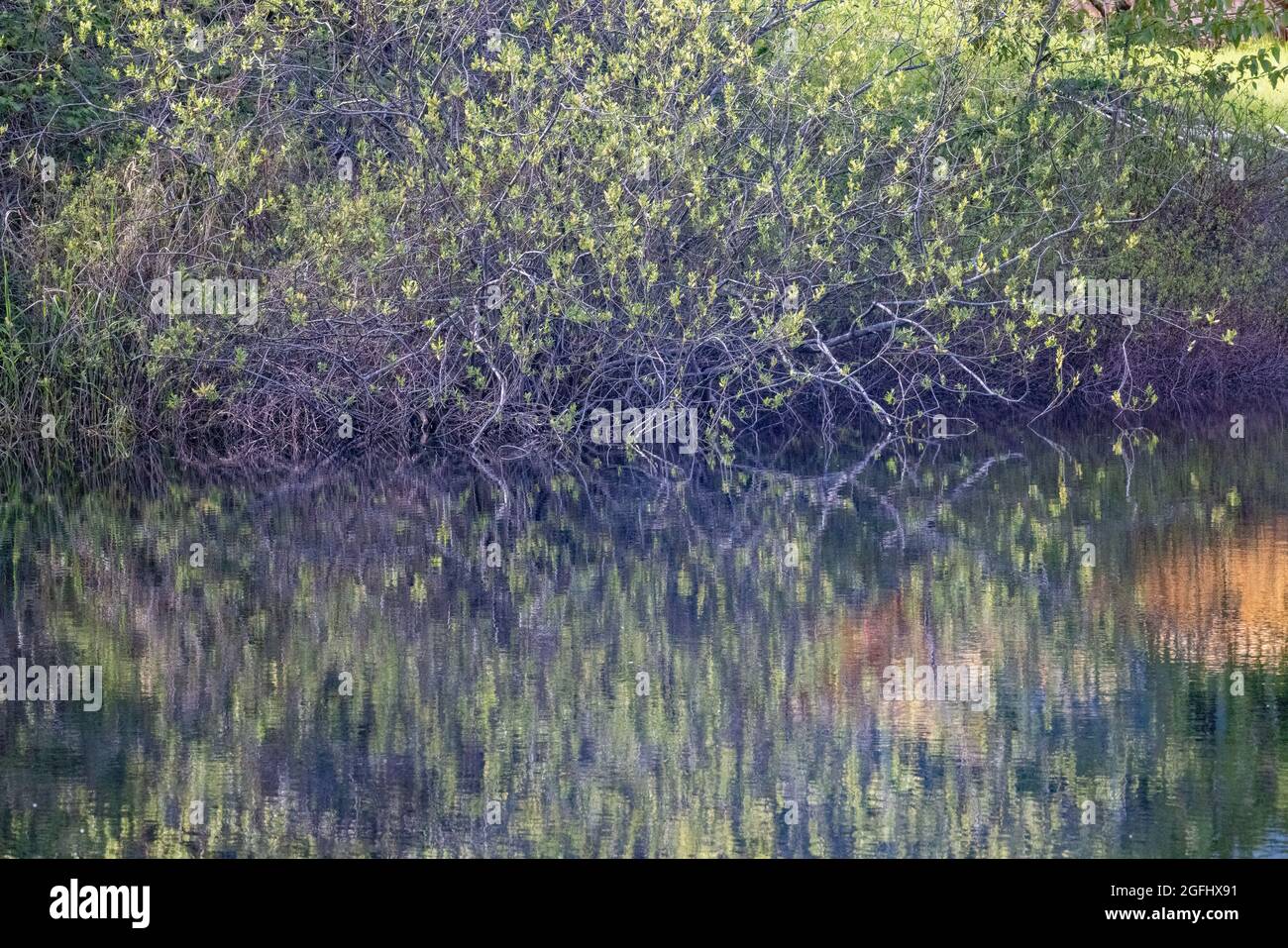 still surfaced water of a lake with thick bushes growing around it ...