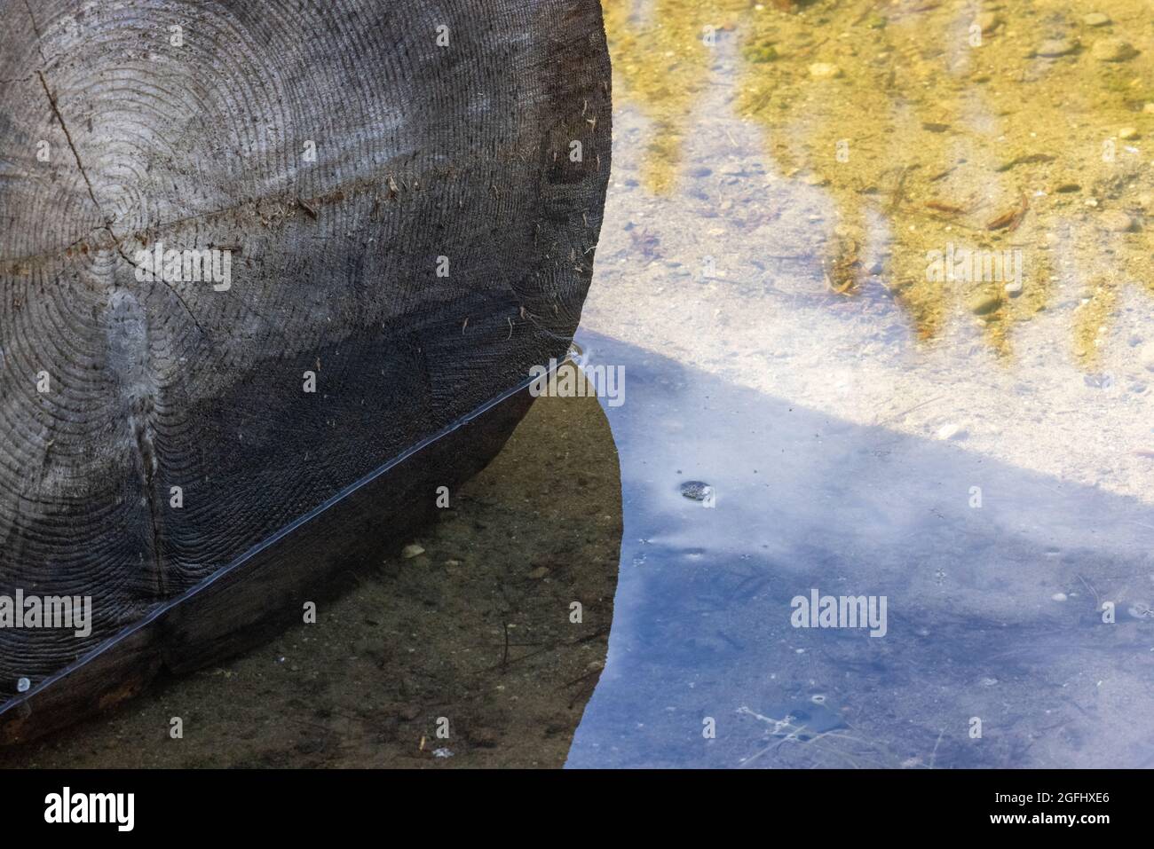 large old log partially submerged in a shallow pond Stock Photo - Alamy