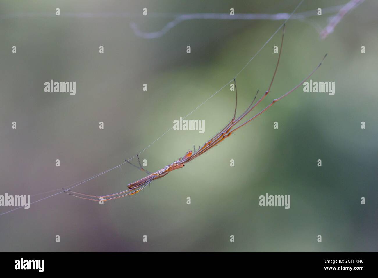 Long legs spiders hi-res stock photography and images - Alamy