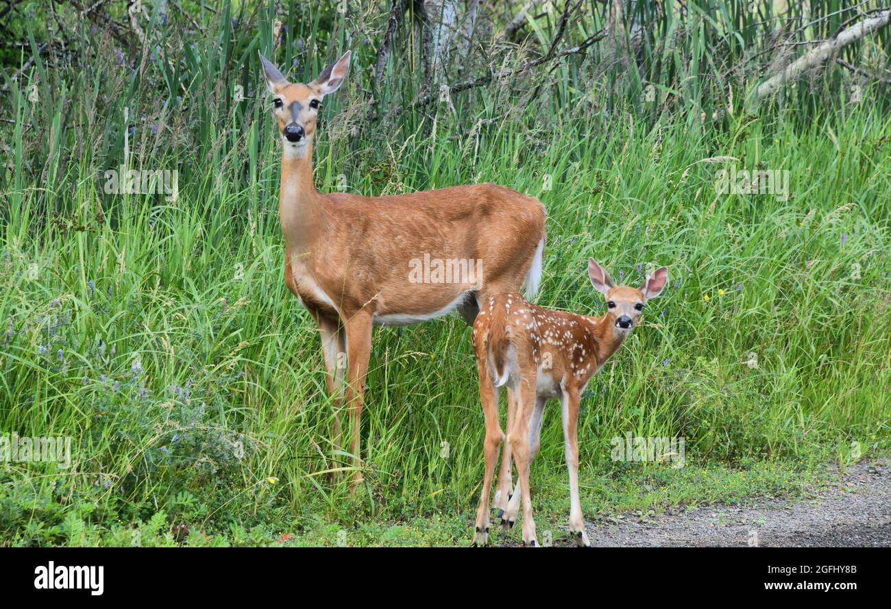 Baby And Mom White Tailed Deer