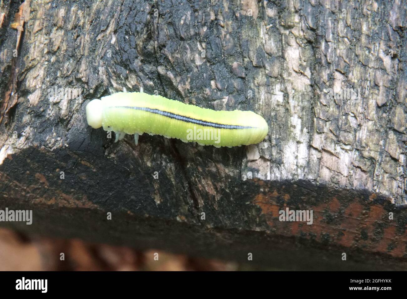 Nahaufnahme Insekt grüne Raupe auf einen alten Baumstamm Stock Photo ...