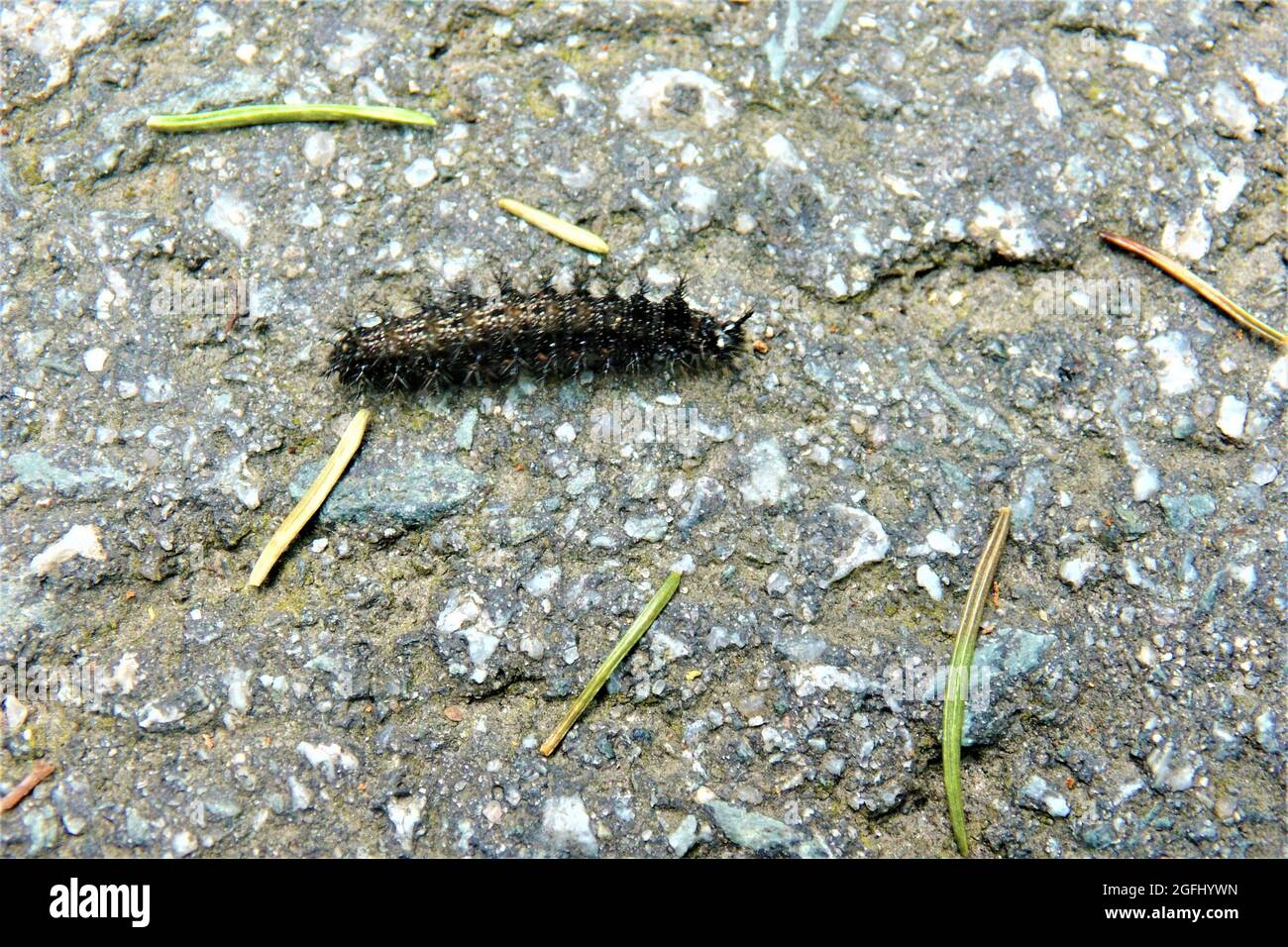 Nahaufnahme Insekt dunkle stachelige Raupe auf Waldweg mit Tannennadeln ...