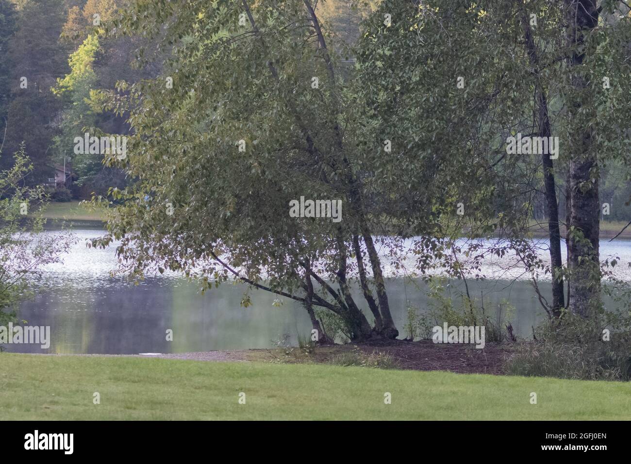 small lake behind a treeline in a local park on an overcast day Stock ...