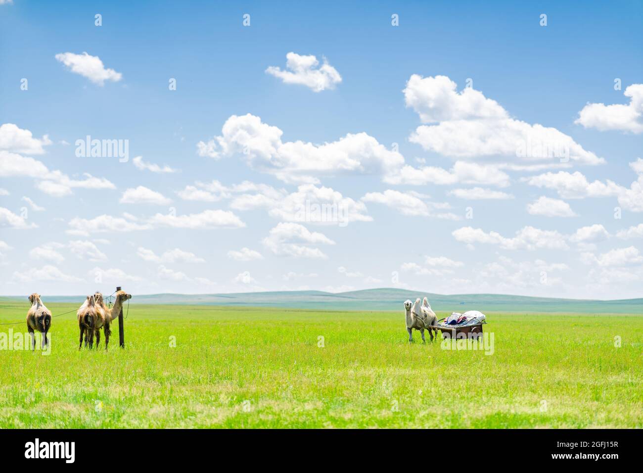 A Mongolian farm in the Hulunbuir grassland, Inner Mongolia, China ...
