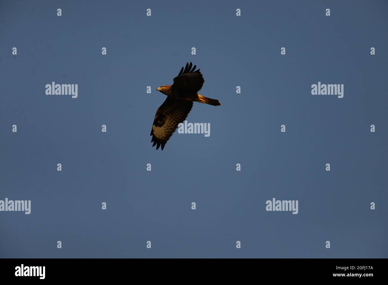 Buzzard flying hi-res stock photography and images - Alamy