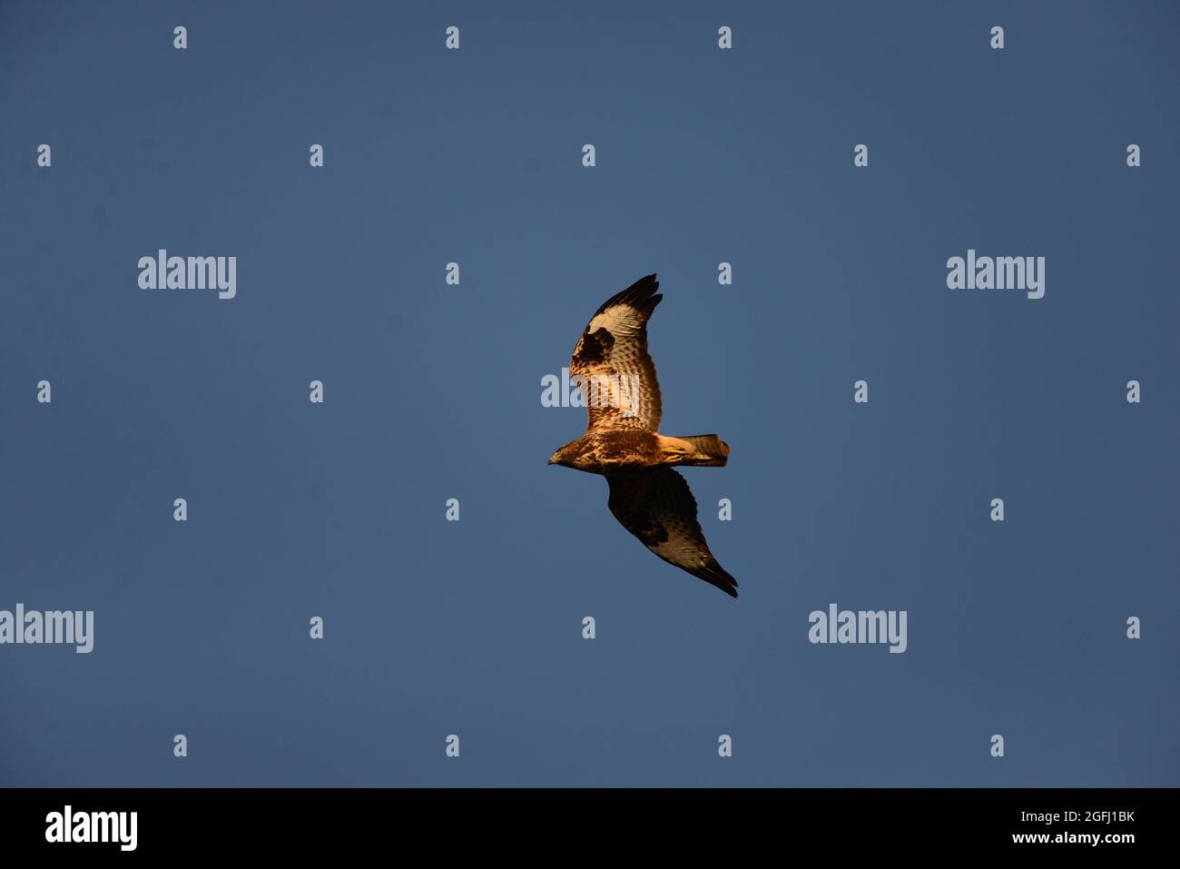 Buzzard flying at sunset Perthshire Stock Photo - Alamy
