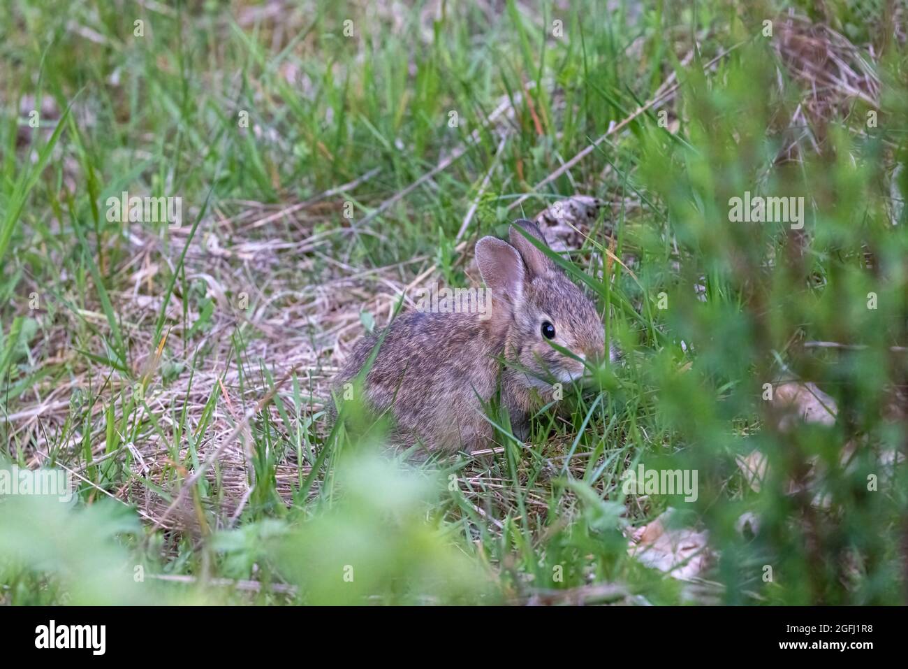 Jack rabbit eating hi-res stock photography and images - Alamy