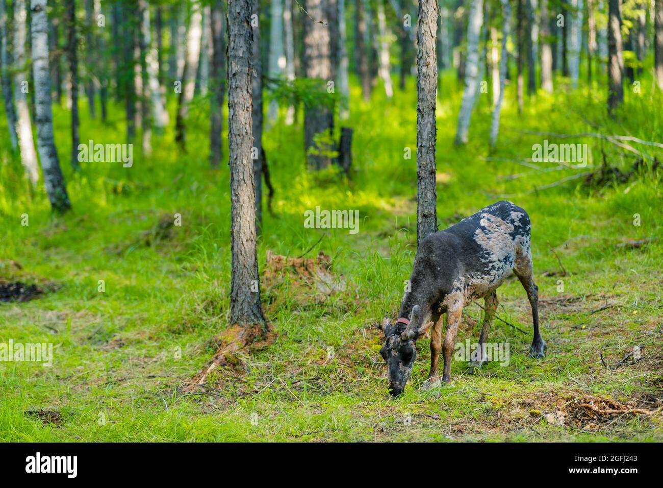 China farm animal feed hi-res stock photography and images - Alamy