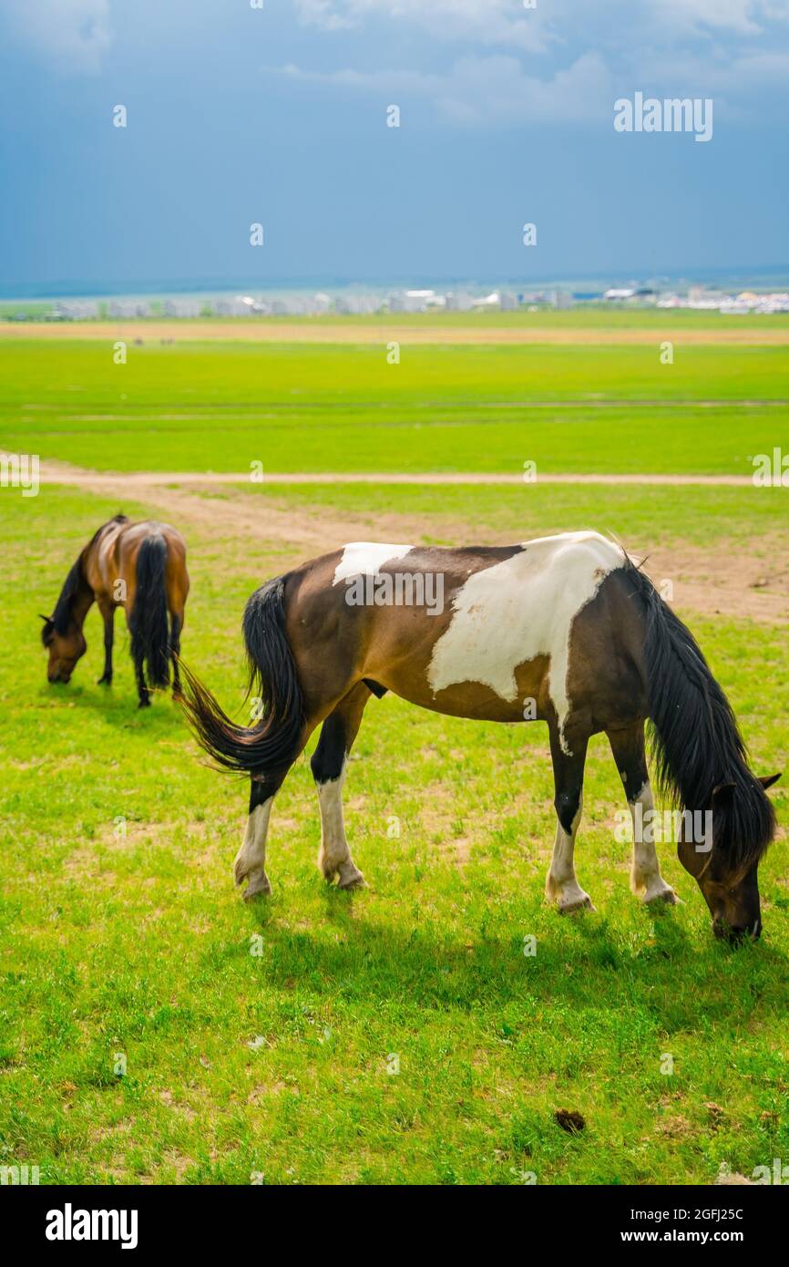 A Mongolian farm in the Hulunbuir grassland, Inner Mongolia, China ...