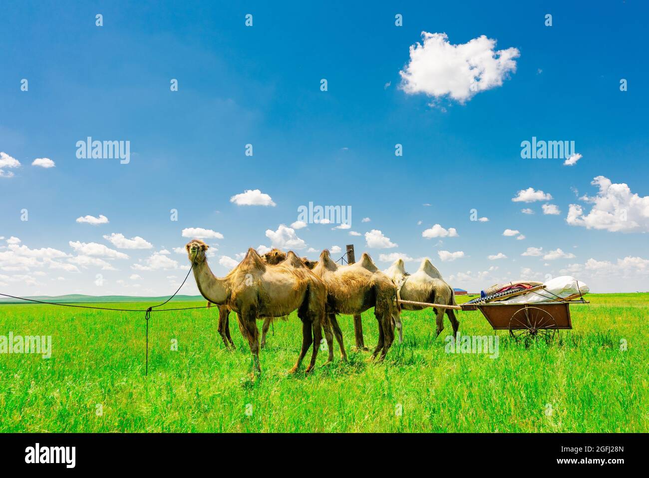 Hulunbuir pasture land hi-res stock photography and images - Alamy