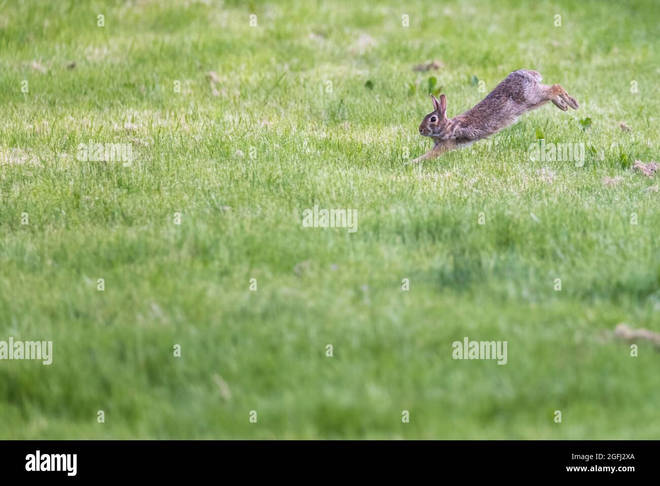 Bunny hopping in field hi-res stock photography and images - Alamy