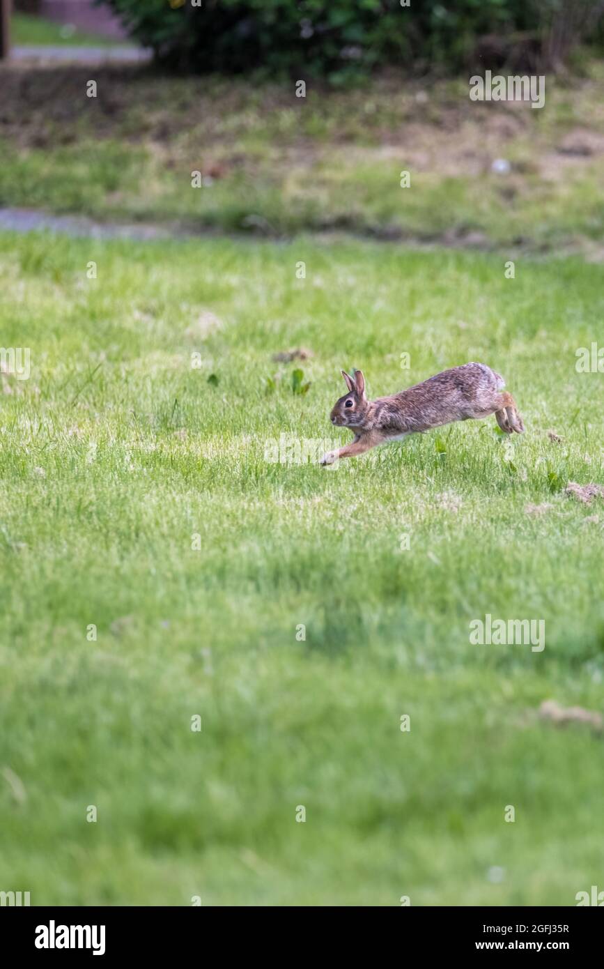 small young gray bunny hopping around a feild in a park Stock Photo - Alamy
