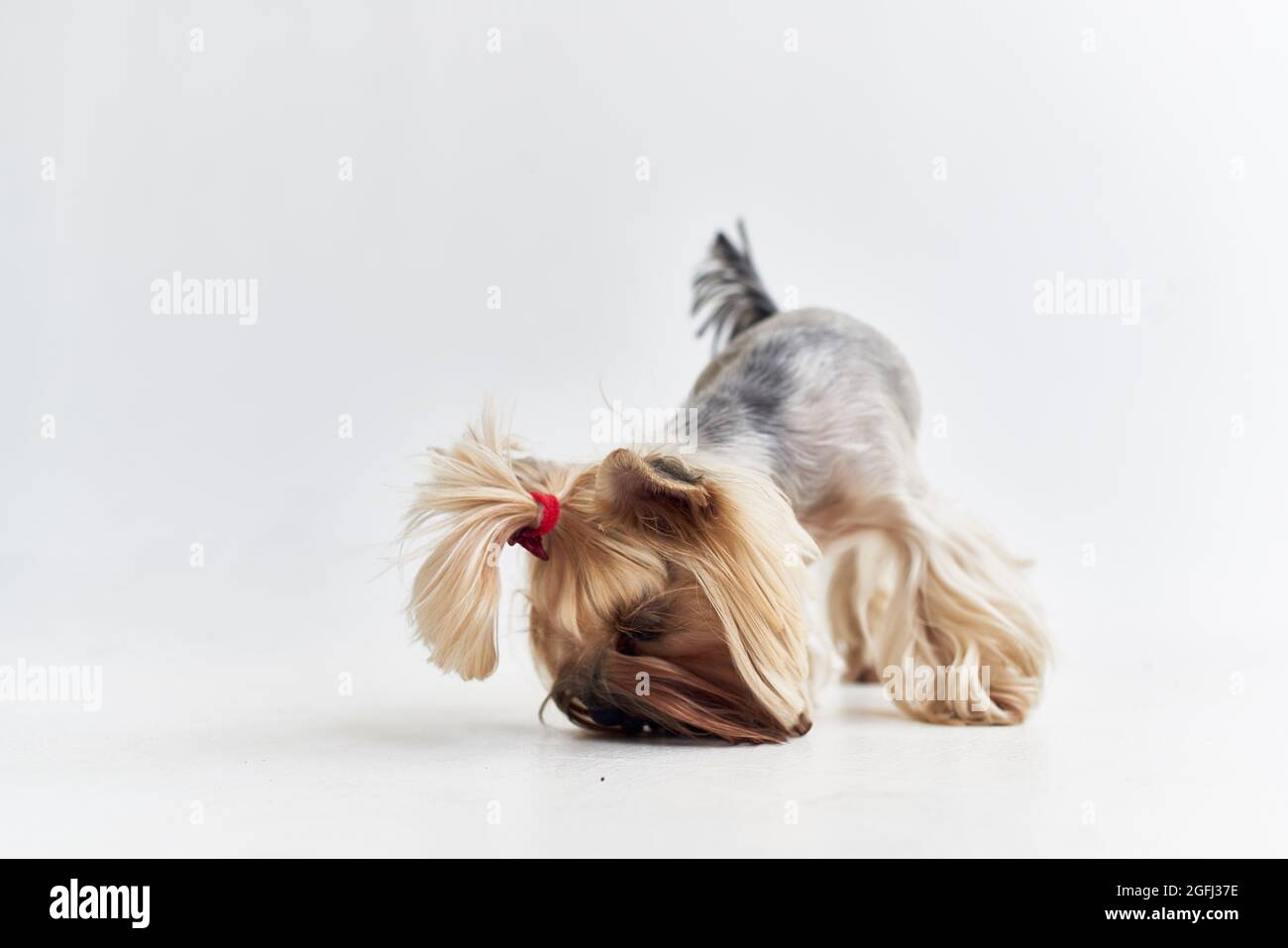 dog hairstyle for animals Studio Stock Photo - Alamy