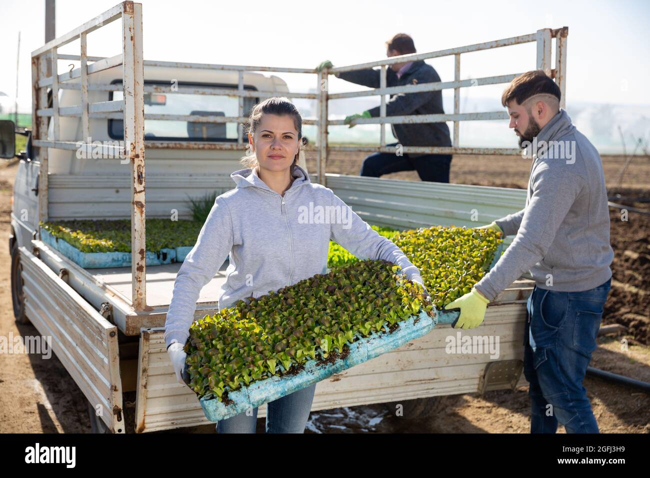Female farmer preparing lettuce seedlings for planting Stock Photo - Alamy