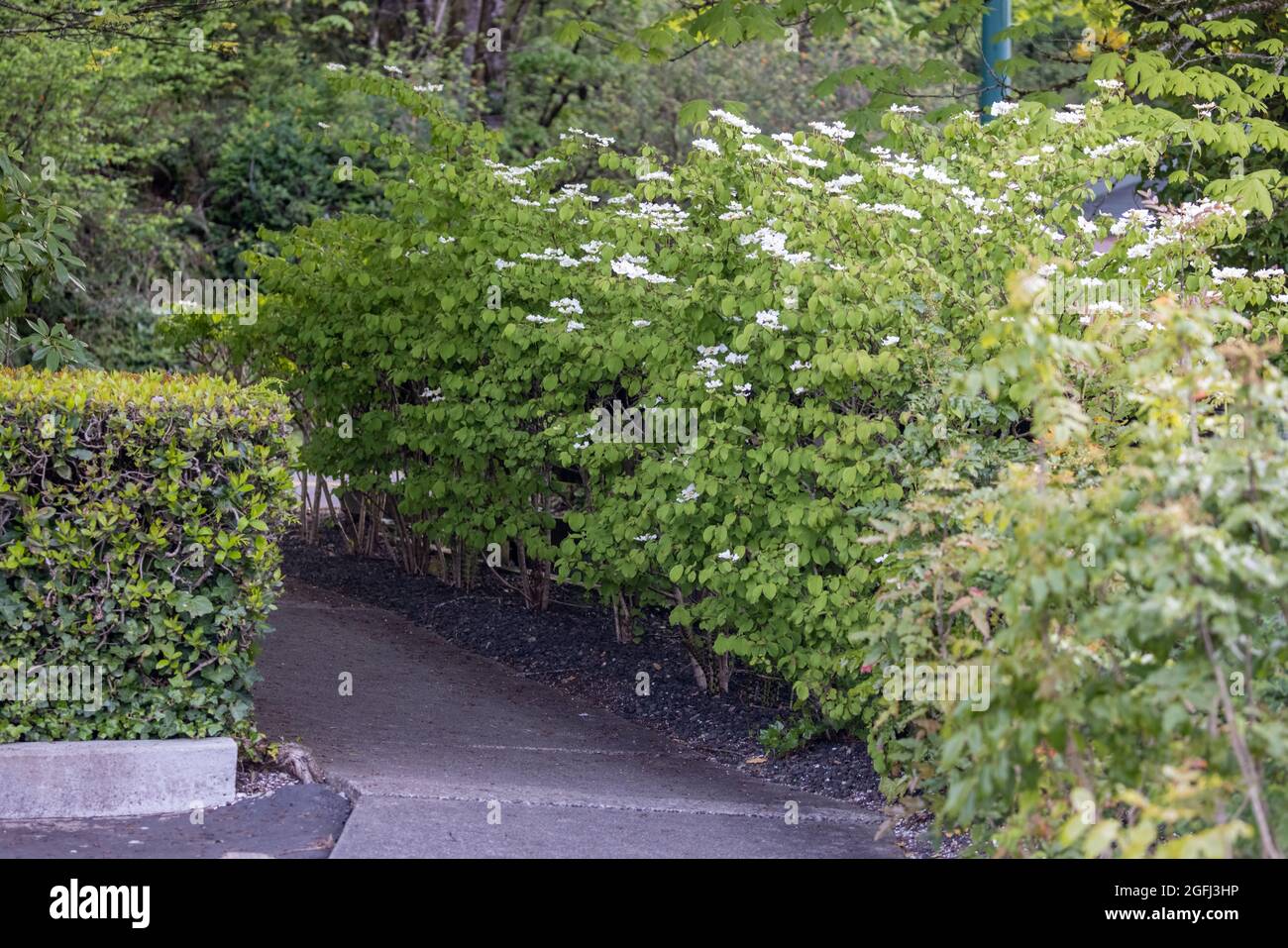 Walkway between hedges hi-res stock photography and images - Alamy